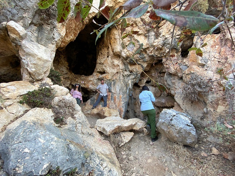 Monitoring cave ticks at the Oranit Reserve Carmel. Photo: Dr. Gal Zagron