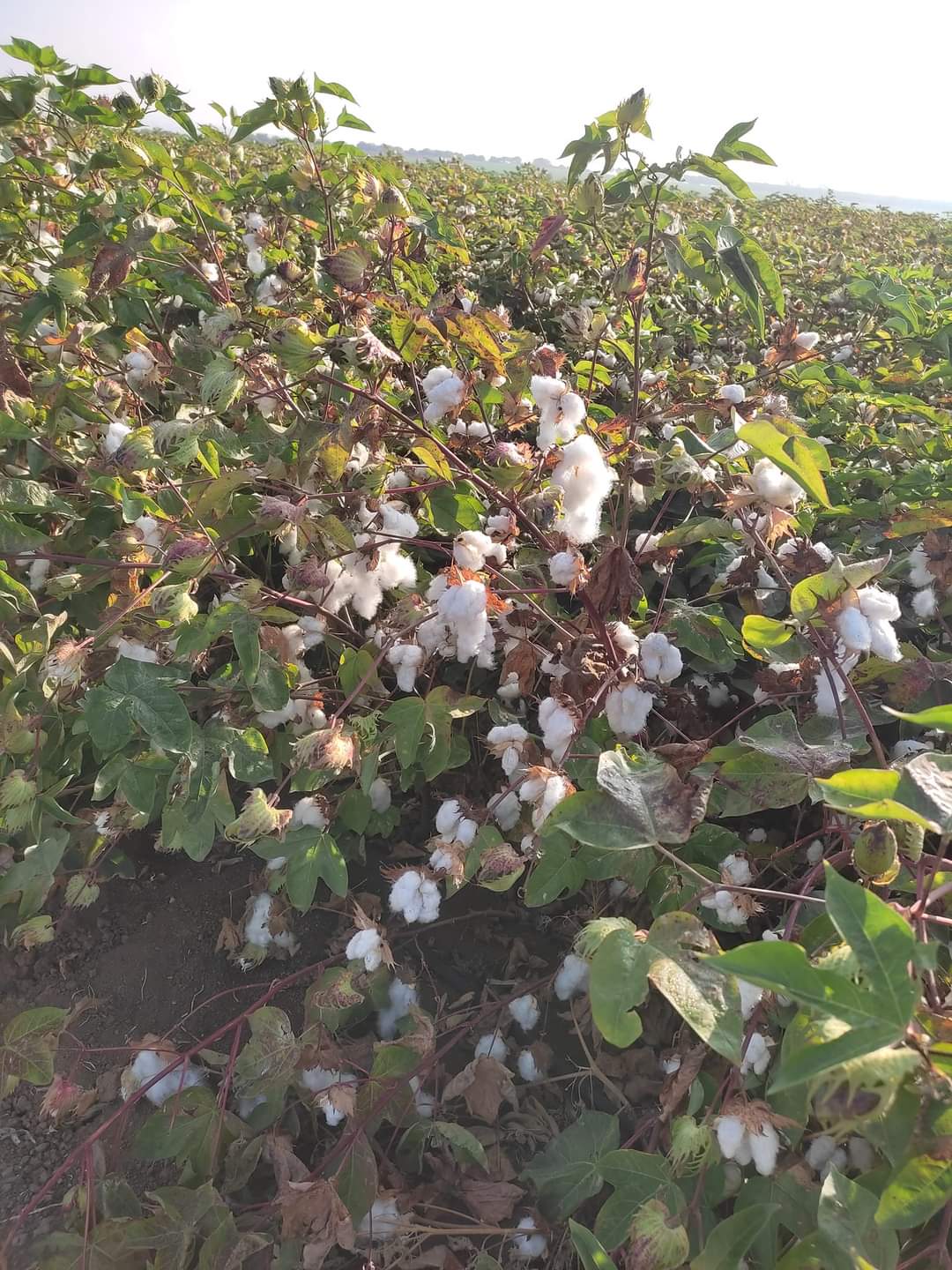 cotton