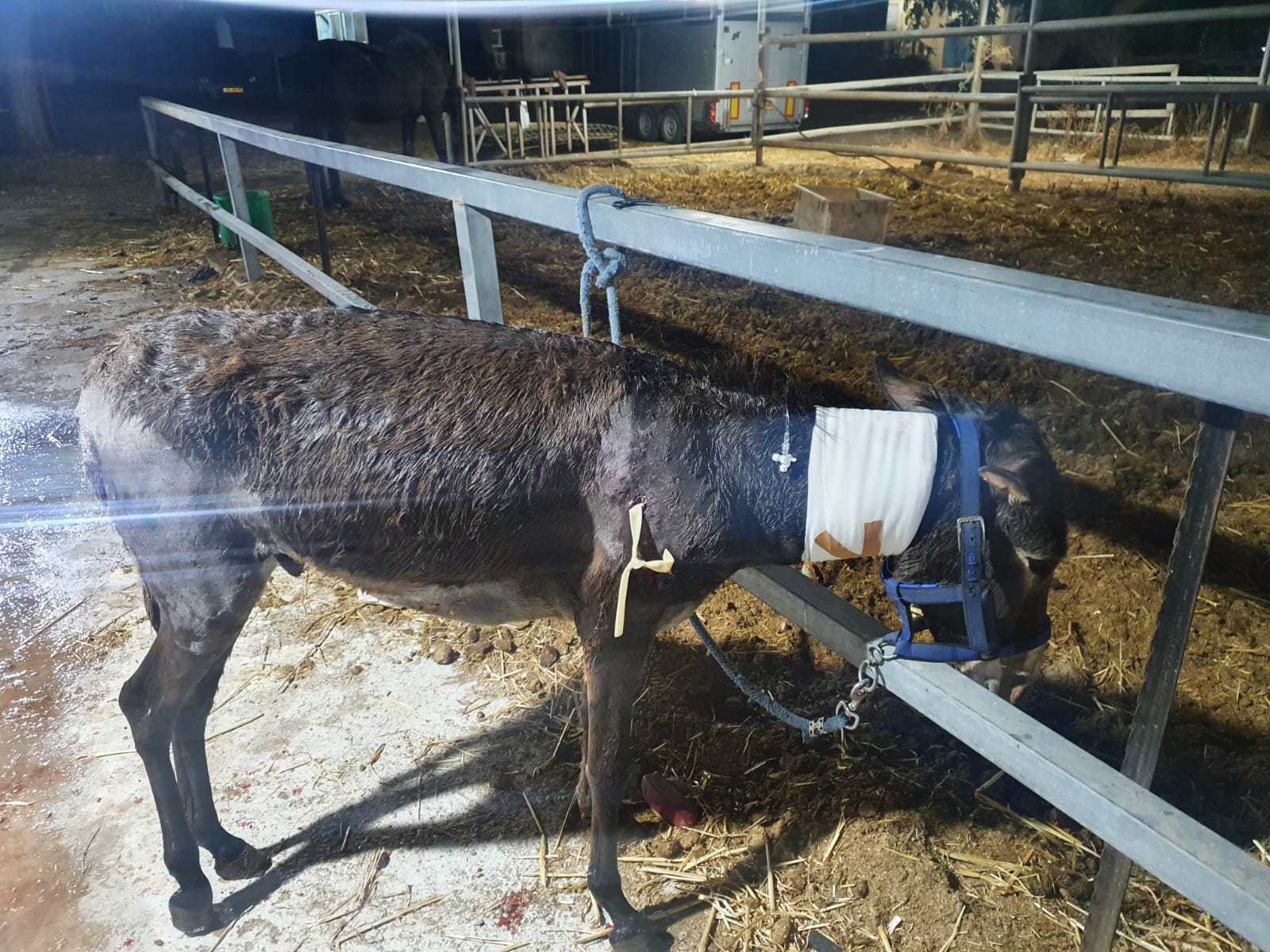A donkey in a serious physical condition