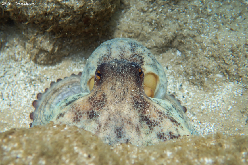 Octopus on the Mediterranean seafloor