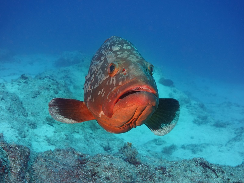 Dusky grouper
