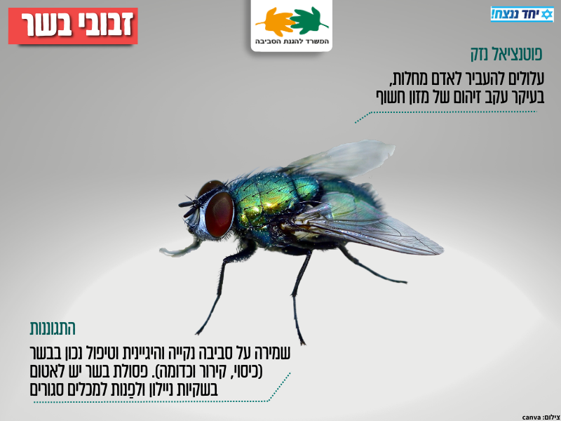 Fleshflies
