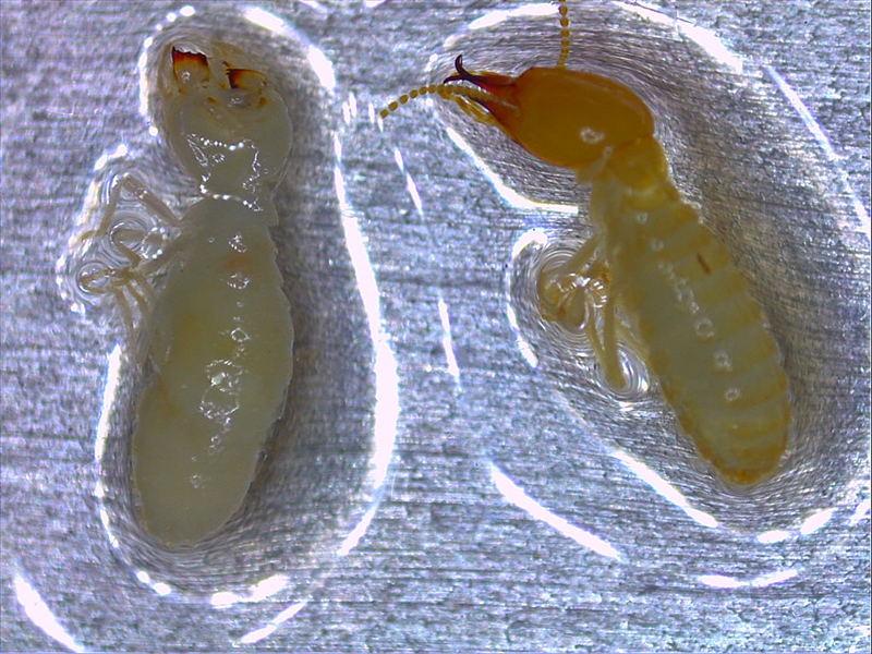 The Formosan termite