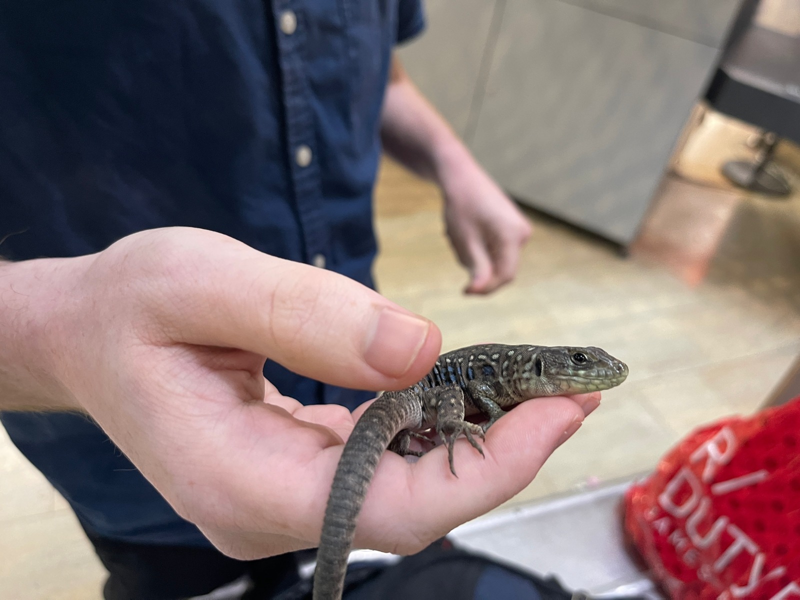 Trying to smuggle lizards and snakes
