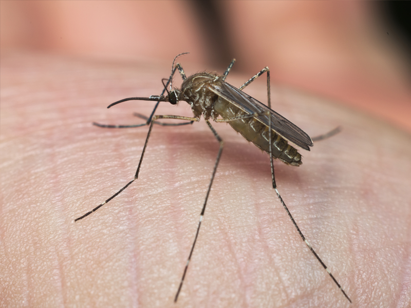Culex mosquito